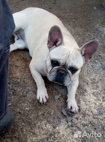 Девчушка Французского бульдога