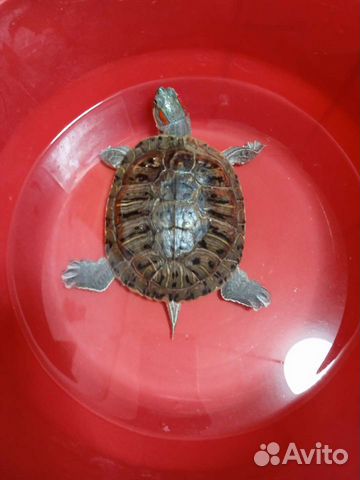 Красноухая черепаха