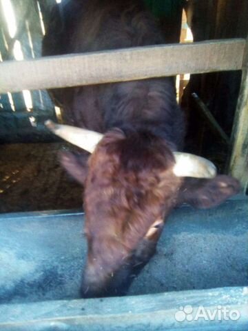 Быки на мясо