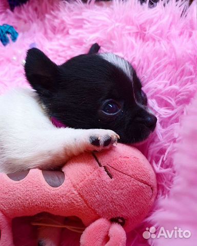Миниатюрные малыши чихуахуа