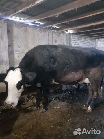 Корова стельная дойная