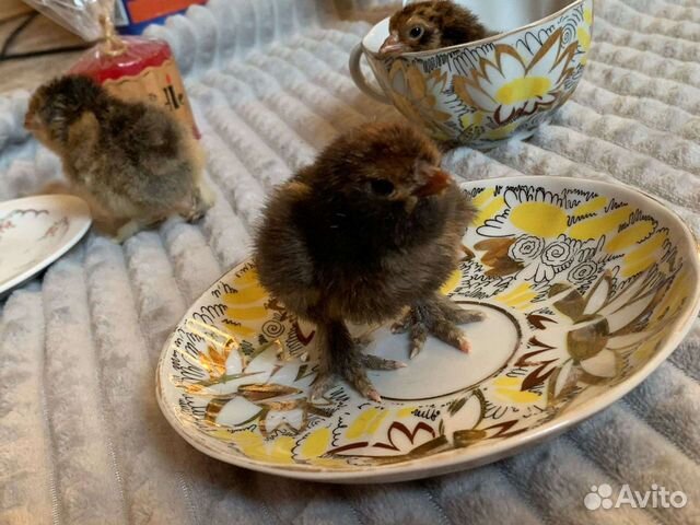 Цыплята павловских курочек