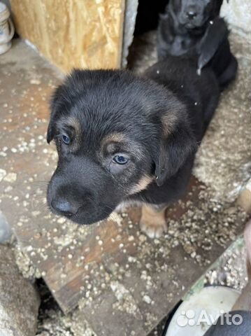 Сабака и щенки в добрые руки