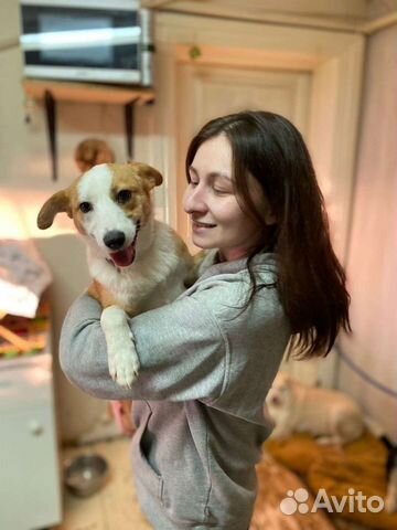Маленькая собачка Алиса