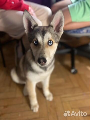 Сибирский хаски