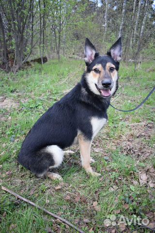 Собака Бетти 1,5 года