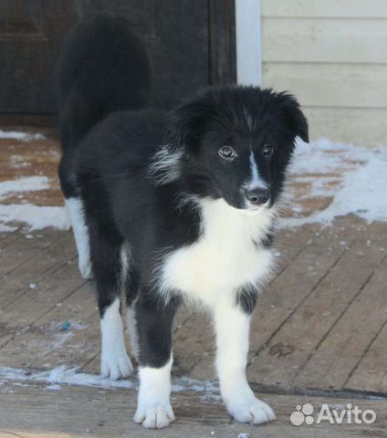 Бордер Колли