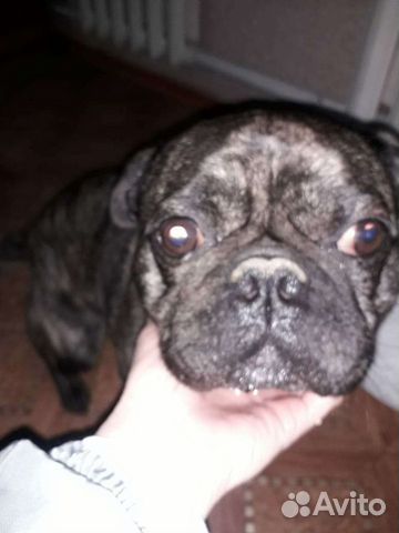 Французский бульдог