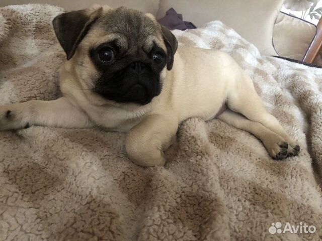 Мопс