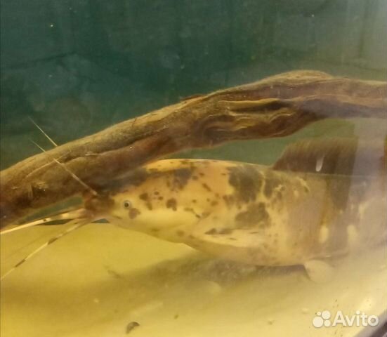 Клариевый сом, 55 см, самка