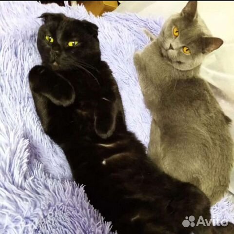 Британская кошка