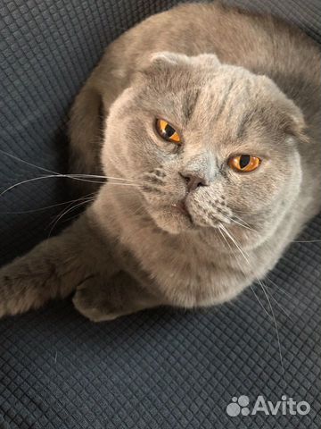 Вязка Шотландский вислоухий кот