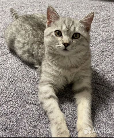 Британский котик подросток