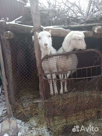 Заанеская и ламанча козочки