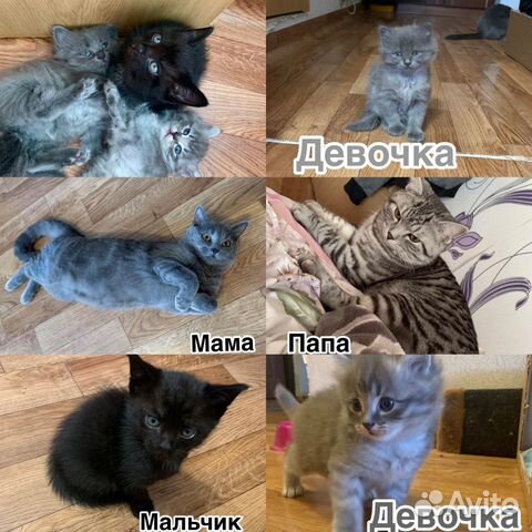 Открыта продажа на британских котят