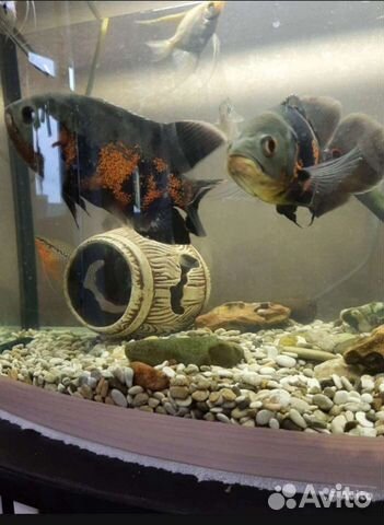 Аквариумные рыбки