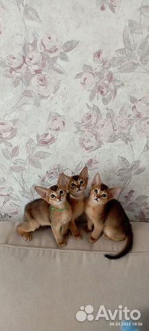 Абиссинские котята