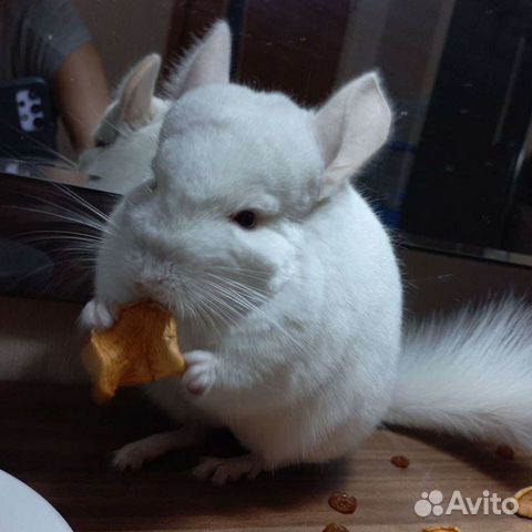 Шиншилла