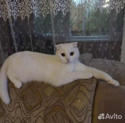 Кошка вислоухая шотландка