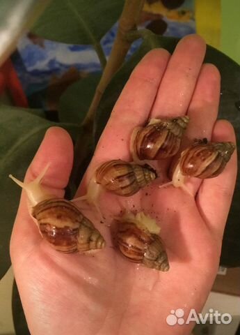 Улитки ахатины бесплатно