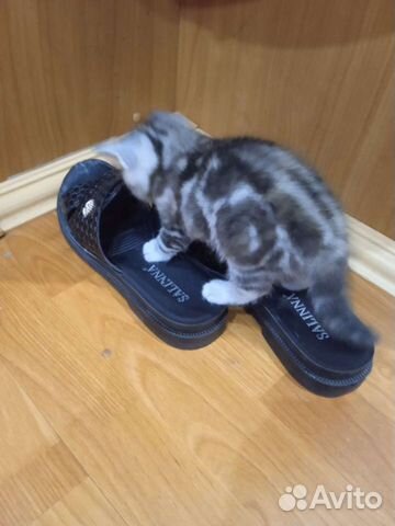 Шотландский котёнок Скоттиш страйт