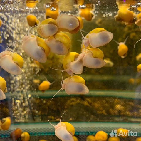 Улитки ампулярии желтые