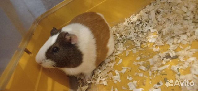 Морская свинка в добрые руки