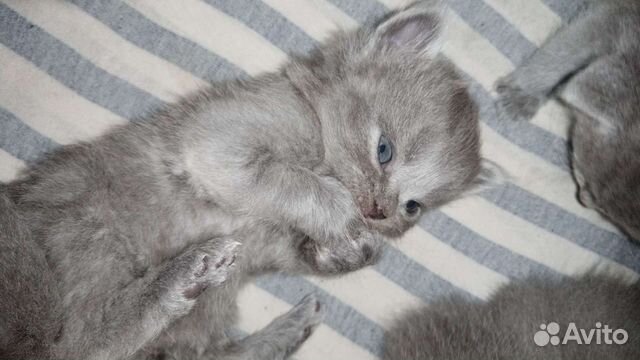 Британские котята