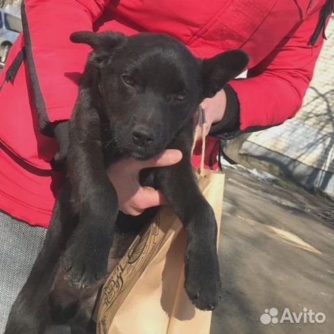 Щенок в заботливые руки