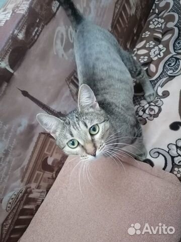 Кот Миша, 11 месяцев