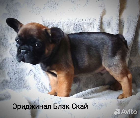 Собака