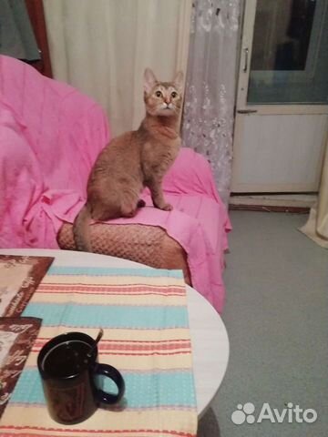 Абиссинская кошка бесплатно