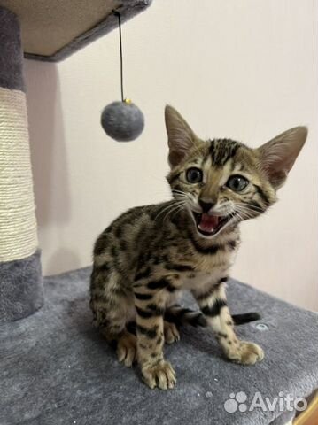 Бенгальская