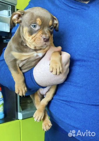 Не стафф - а Ам.булли