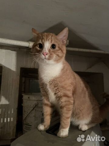 Кото-подросток Рыжик ищет дом