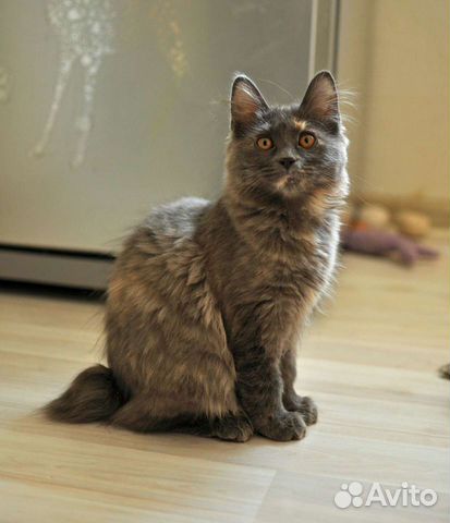 Курильский бобтейл котята