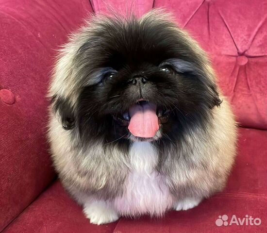 Щенок пекинеса Агат