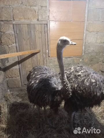 Страусы