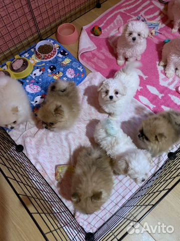 Мальчики и девочки разные породы