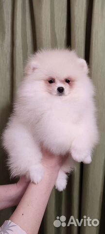 Померанский шпиц