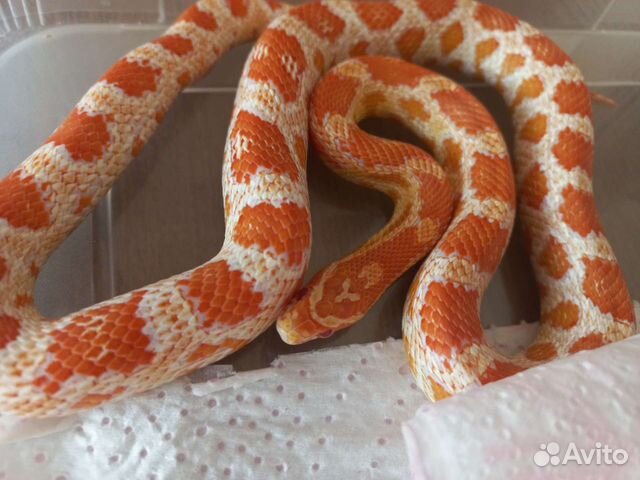 Змея девочка 5 р