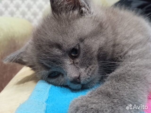 Британский котенок девочка