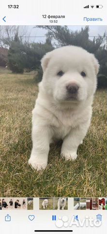 Среднеазиатская овчарка алабай щенки