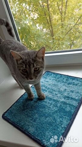 Кошка в дар