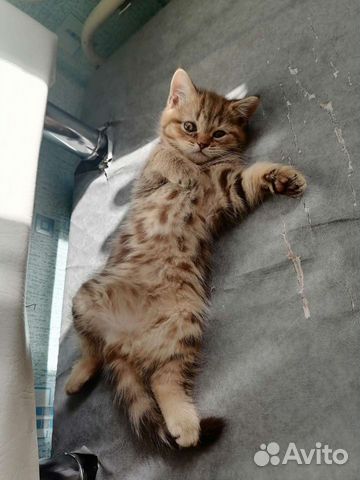 Котенок
