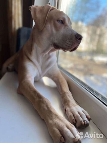 Щенки прайтера