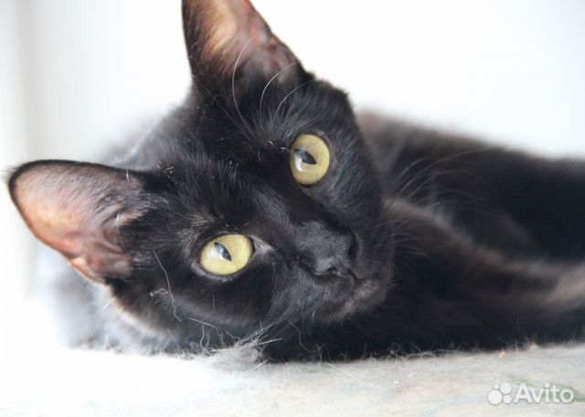 Особенная кошка в хорошие руки