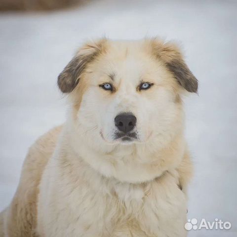 Большая собака ищет дом