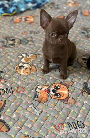 Шоколадная крошка