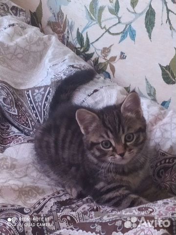 Кошка